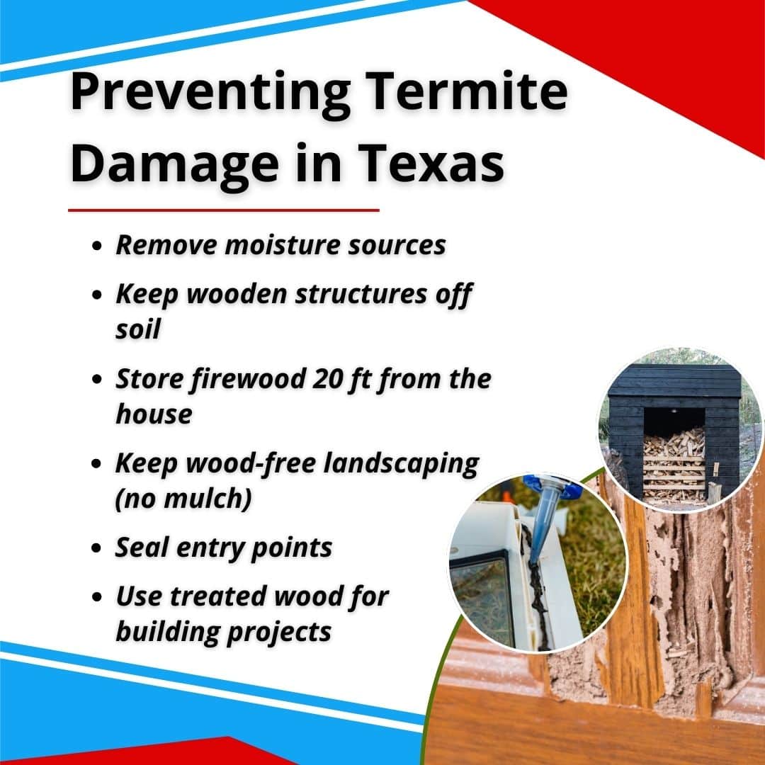 Preventing and Spotting Termites in Texas Homes - All Coast Inspections